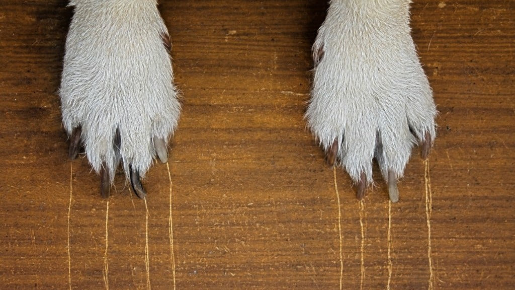 Wood Scratch Repair: How to Remove Scratches from Wood– Artisan Born